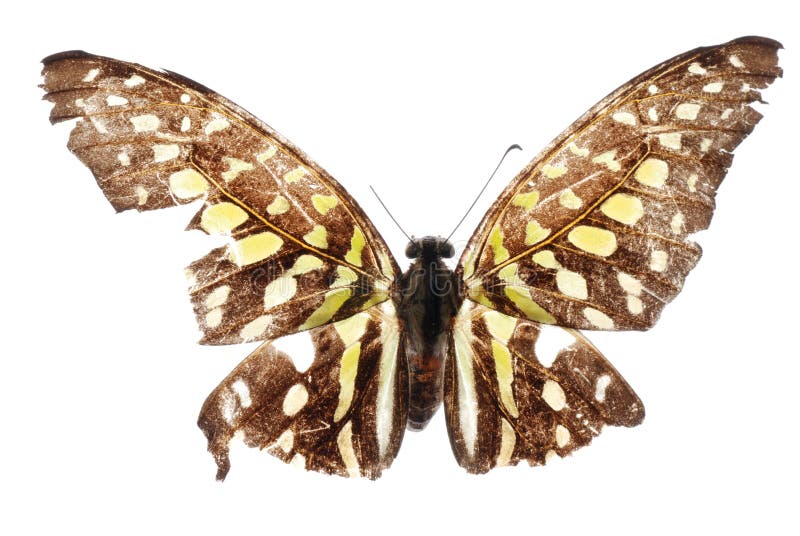 Butterfly Isolated on White Stock Photo - Image of delicate, path: 16962792