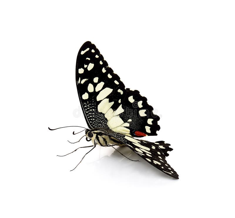 189 Normal Butterfly Stock Photos - Free & Royalty-Free Stock Photos ...