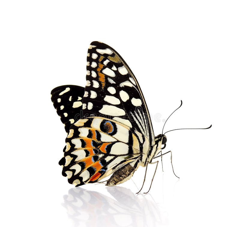 187 Normal Butterfly Stock Photos - Free & Royalty-Free Stock Photos ...