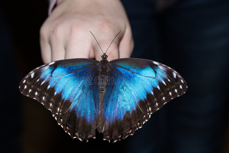 This Butterfly Its Name Morpho Peleides Stock Image - Image of wings ...