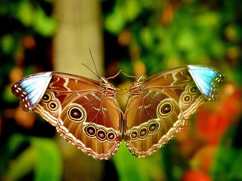 Butterfly and Its Reflection Stock Image - Image of insect, flower ...