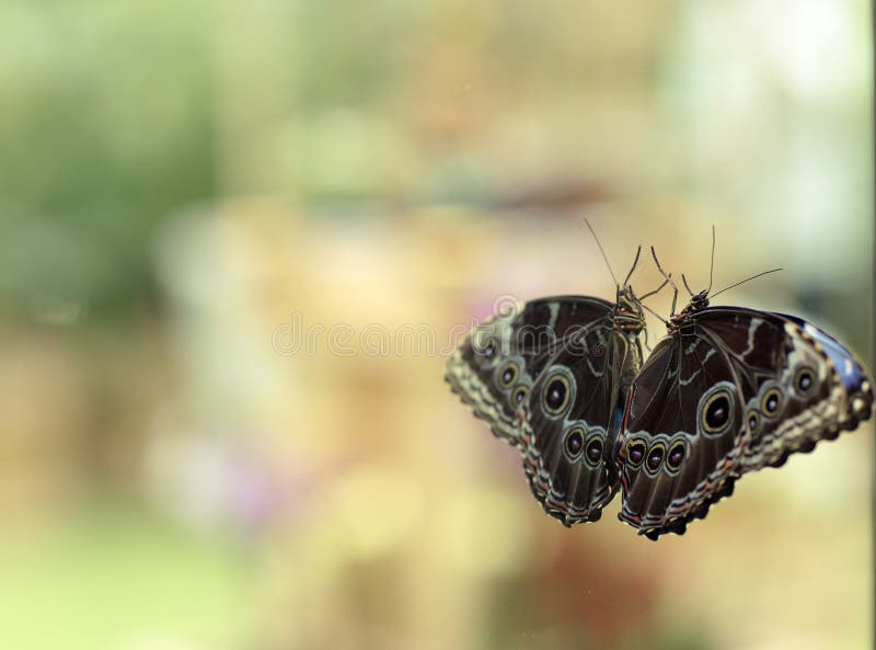Butterfly and Its Reflection in the Mirror. Stock Photo - Image of ...