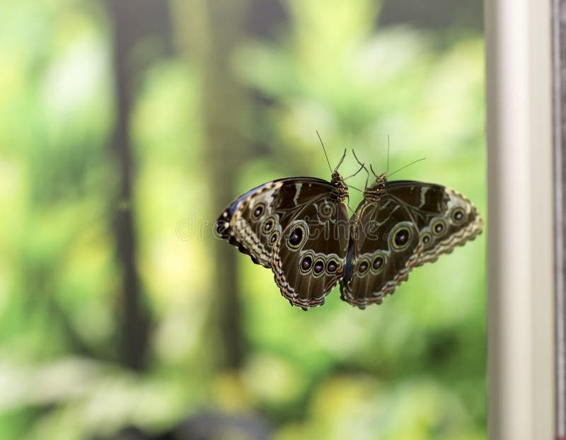 Butterfly and Its Reflection in the Mirror. Stock Photo - Image of ...