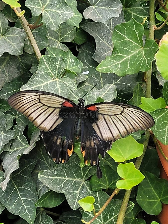 Butterfly on Ivy in Butterfly House Stock Image - Image of moth ...