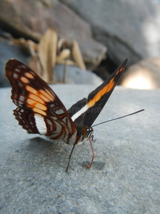Butterfly in the Jungle of Peru Stock Image - Image of undefined ...