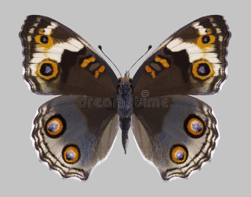 Junonia Orithya Wallacei (Blue Pansy) Female Stock Image - Image of ...