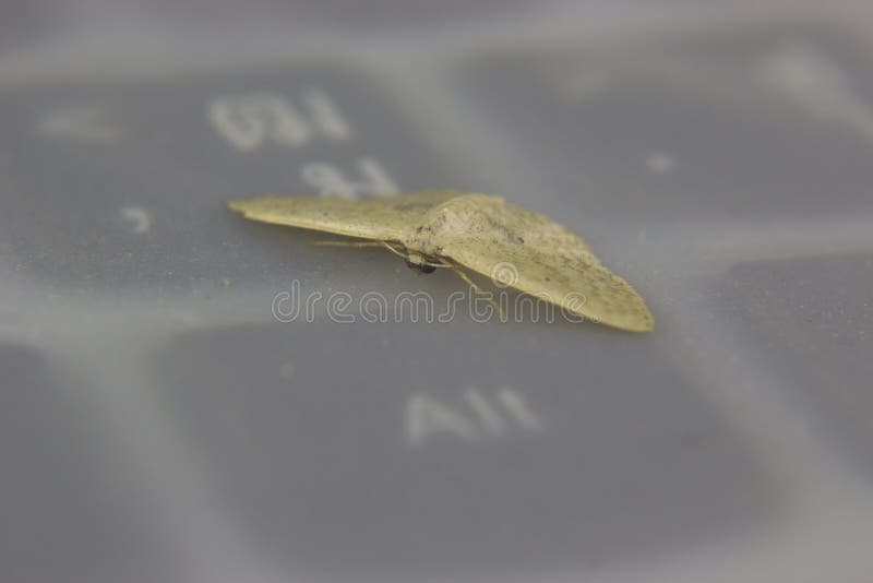 Nice Insect Keyboard Stock Photos - Free & Royalty-Free Stock Photos ...