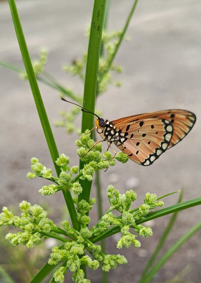 Butterfly Known As Acraea Terpsicore Perched on Grass Stock Image ...