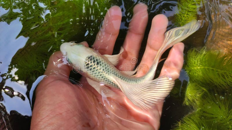 24,004 Koi Photos - Free & Royalty-Free Stock Photos from Dreamstime