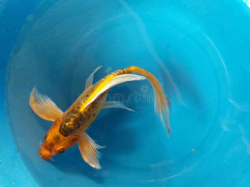 Butterfly Koi, Longfin Koi, or Dragon Carp Stock Photo - Image of fish ...