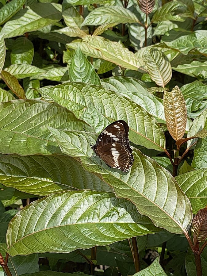 Butterfly on the Kratom Leaf Stock Photo - Image of insect, leaf: 281363444