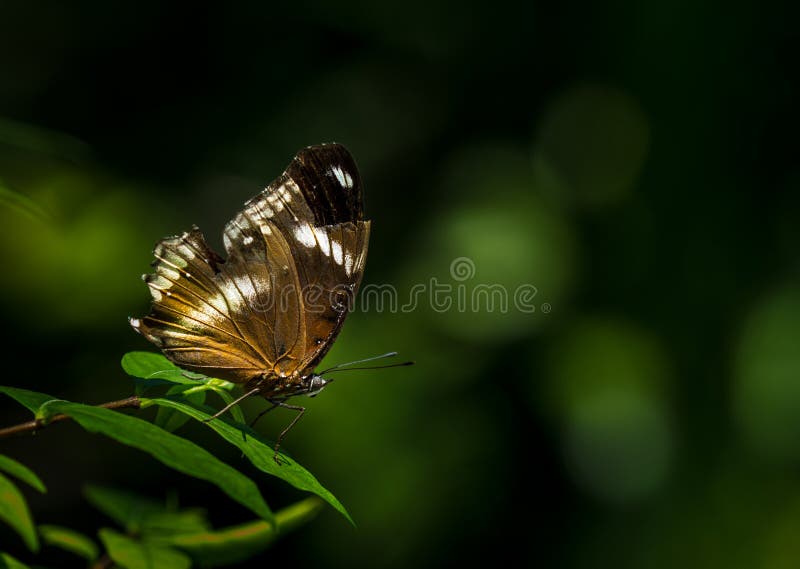 Butterfly Lack Wing Stock Photos - Free & Royalty-Free Stock Photos ...