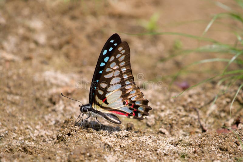 Chinese Butterfly Orchid stock image. Image of leaf, beauty - 160199