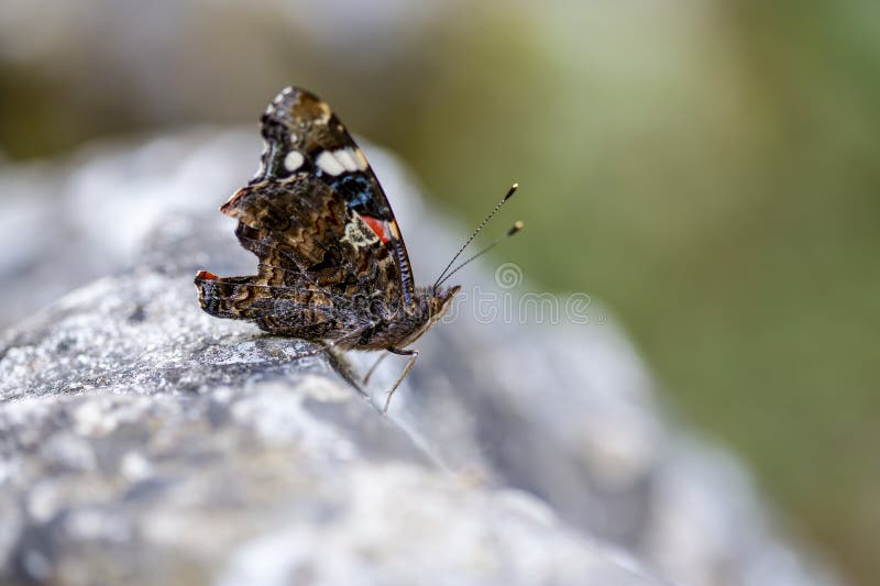 A Butterfly Lands on a Rock Stock Photo - Image of insect, wildlife ...