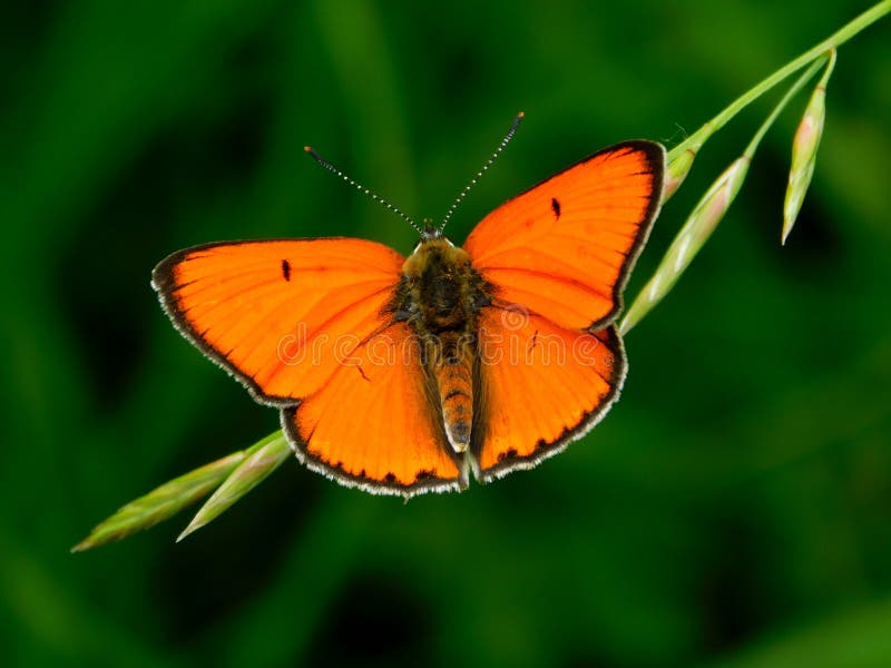 Butterfly Large Copper Lycaena Dispar Stock Photo - Image of flower ...