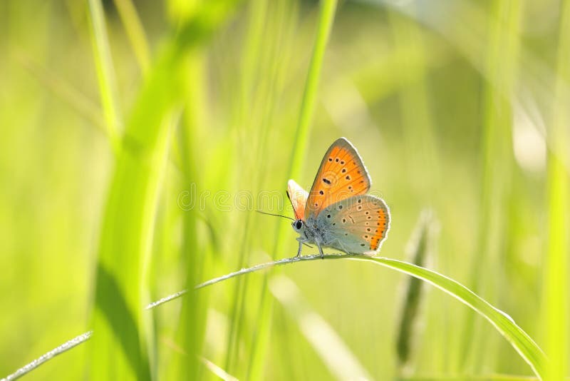 Butterfly Large Copper Lycaena Dispar on a Sunny Spring Morning ...