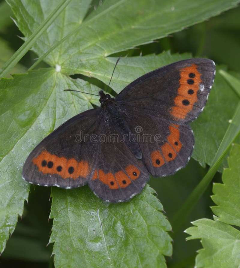 Butterfly the Large Ringlet, Erebia Euryale, Sitting on a Leaf of Plant ...