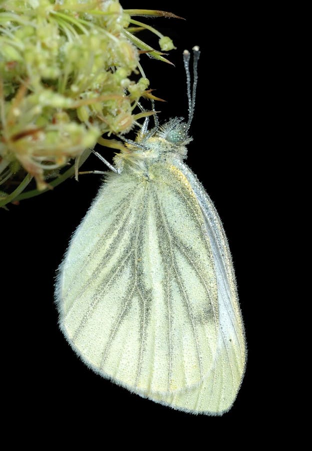 Butterfly Large White (Pieris Brassicae). Stock Image - Image of large ...