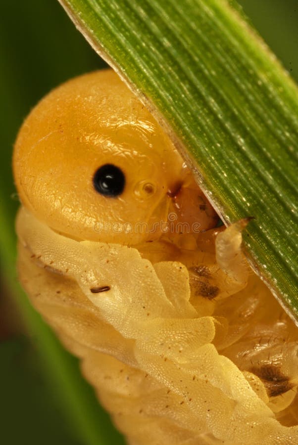 Lepidopterous larva stock photo. Image of color, cute - 15479646