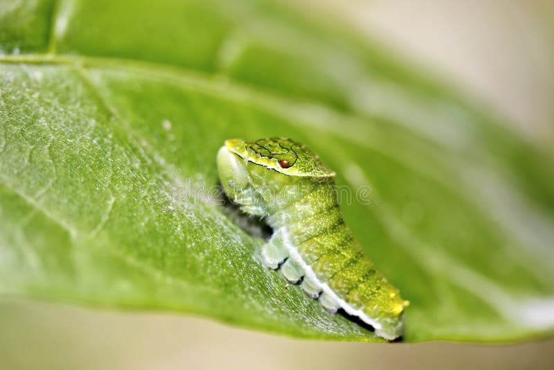 Butterfly larva stock image. Image of caterpillar, creature - 26736269