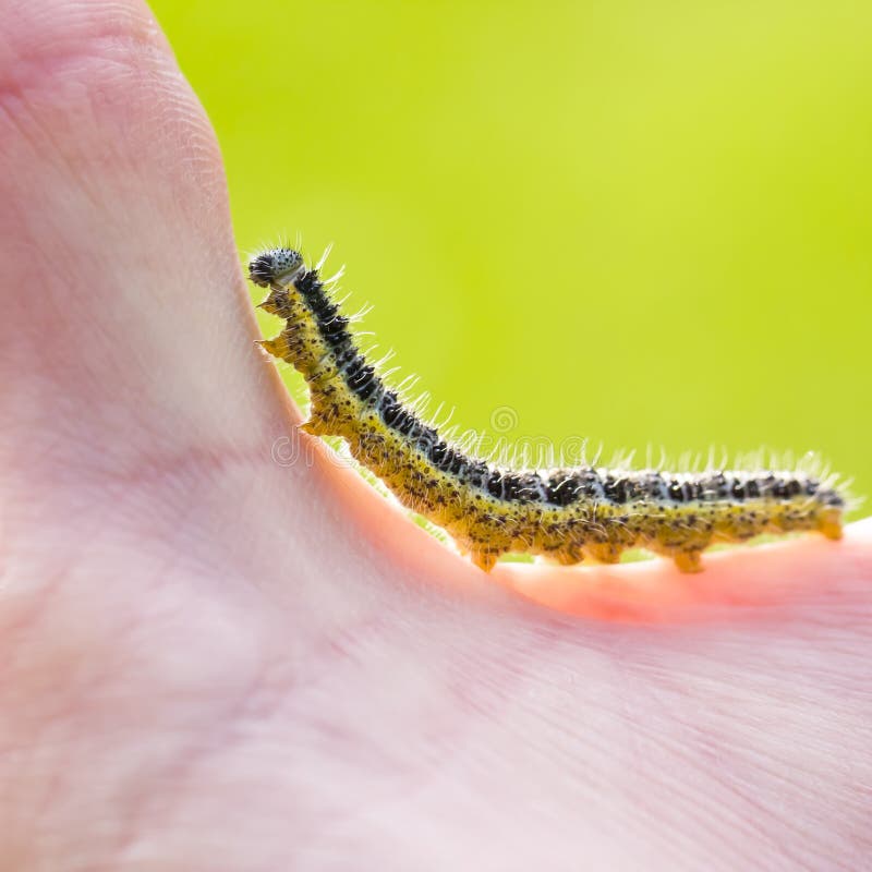 Butterfly Larva Crawl on Human Hand Stock Photo - Image of worm, larva ...
