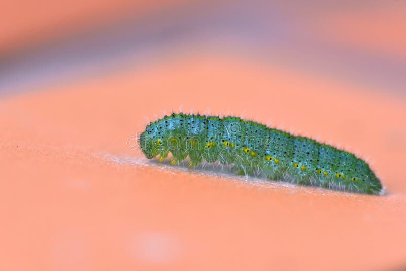 Butterfly larva stock image. Image of animal, blue, butterfly - 143108999