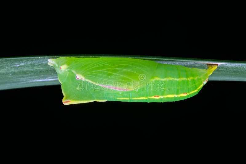 Butterfly Larvae Begin To Pupate Under the Leaf Stock Photo - Image of ...