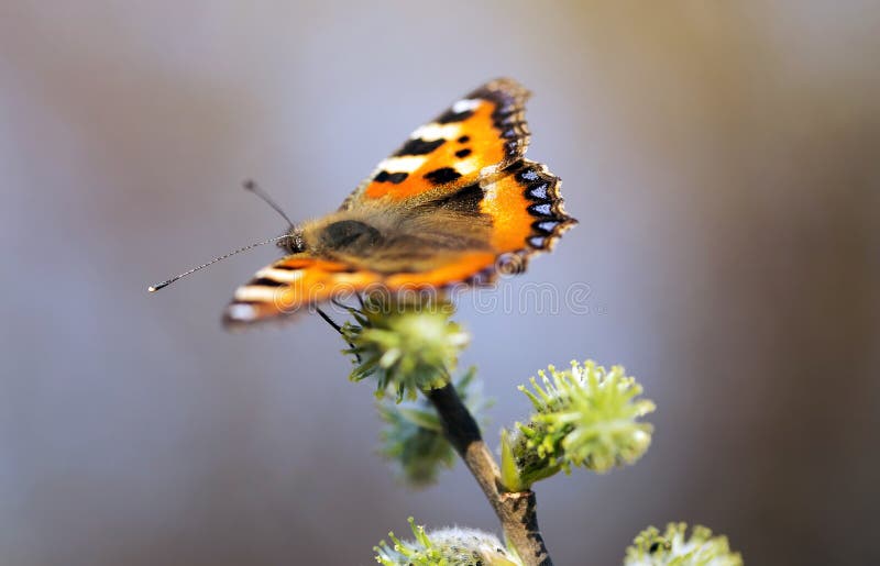 Butterfly (lat. Lepidoptera Linnaeus) Stock Image - Image of blackswan ...