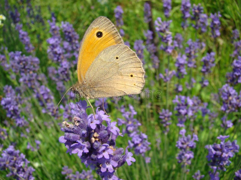 Butterfly on lavender stock photo. Image of yellow, summer - 5420600