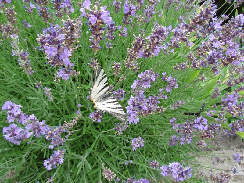 Butterfly on Lavender stock photo. Image of design, flower - 96291760