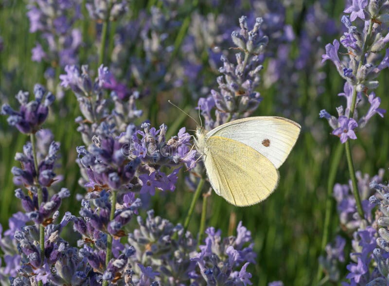 Butterfly on Lavender Flowers Stock Image - Image of garden, white ...