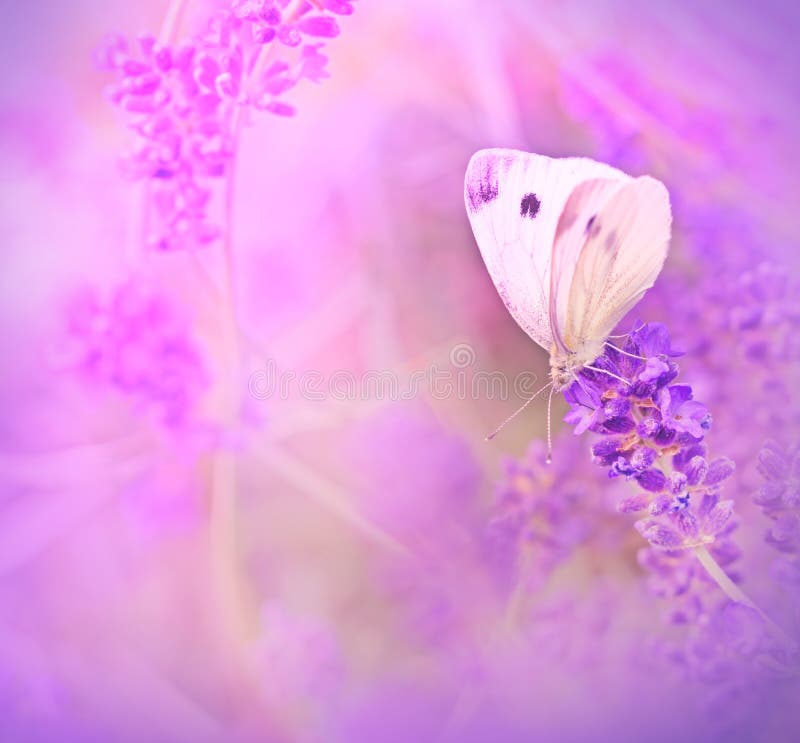 Butterfly on lavender stock photo. Image of flying, beautiful - 36801128