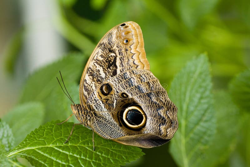 Butterfly on Leaf stock image. Image of macro, nature - 1033753