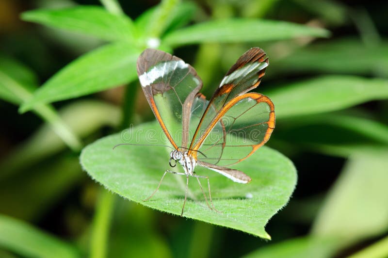 Butterfly on a leaf stock photo. Image of butterfly, beauty - 19220928