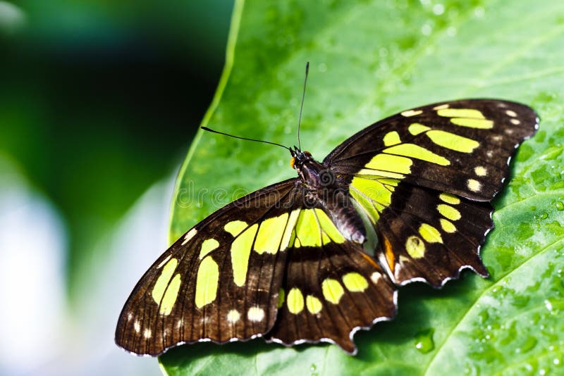 Butterfly on leaf stock photo. Image of butterfly, winged - 19255746