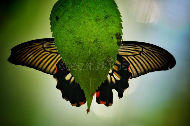 Butterfly on a leaf stock image. Image of nature, moth - 255957625