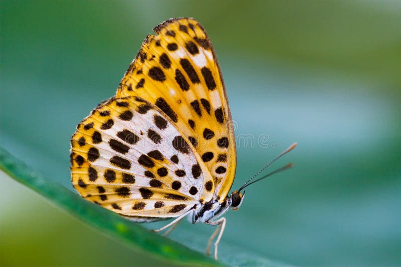 Butterfly Timelaea Albescens Stock Photos - Free & Royalty-Free Stock ...