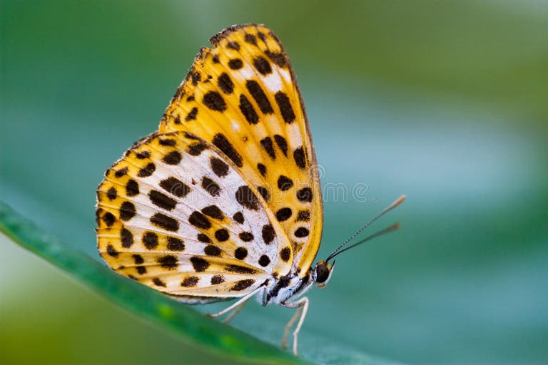 Butterfly Timelaea Albescens Stock Photos - Free & Royalty-Free Stock ...