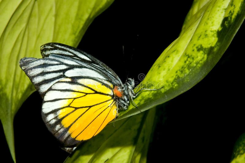 Butterfly on leaf stock image. Image of beautiful, bright - 3444579