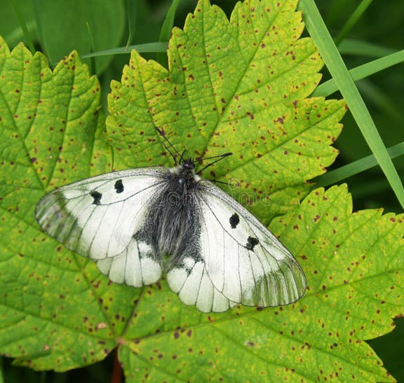 Butterfly on leaf stock photo. Image of palp, detail, feeler - 5598862