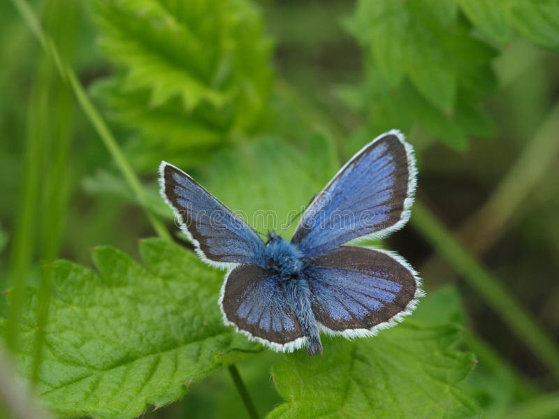 Butterfly on a leaf stock image. Image of nature, insect - 320918251