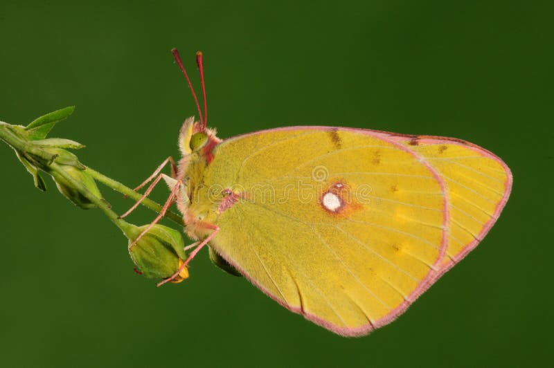 Butterfly on a Leaf, Colias Fieldii Stock Photo - Image of ecophotos ...