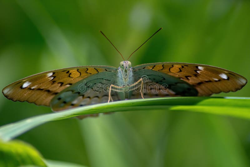 Butterfly Looking at Camera Stock Image - Image of person, insect ...