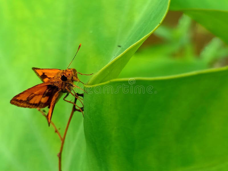 Butterfly on leaf stock image. Image of pose, leaves - 131889491