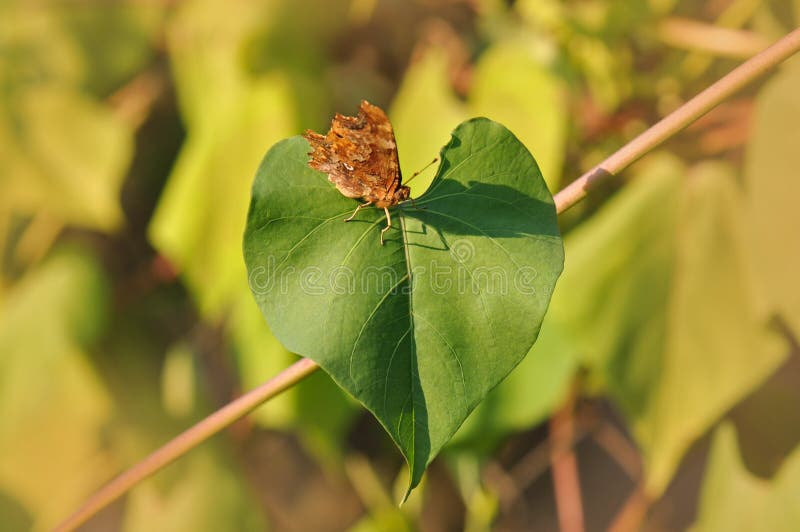 Butterfly on leaf stock image. Image of lepidopterist - 171458357