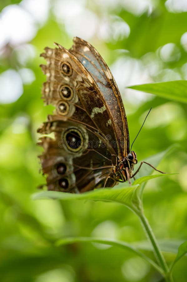 Butterfly on Leaf. Morpho Peleides. the Peleides Blue Morpho. Common ...