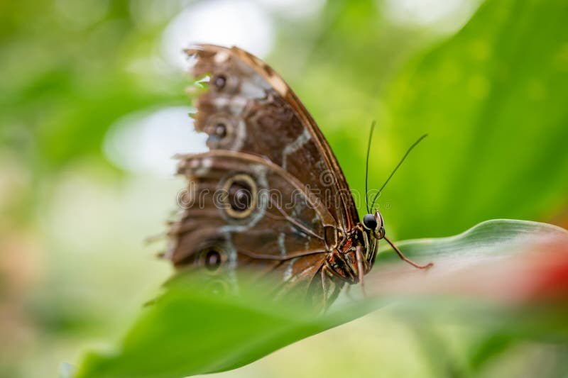 Butterfly on Leaf. Morpho Peleides. the Peleides Blue Morpho. Common ...