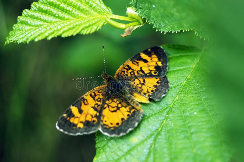 Butterfly on Leaf stock image. Image of nature, horizontal - 32690551
