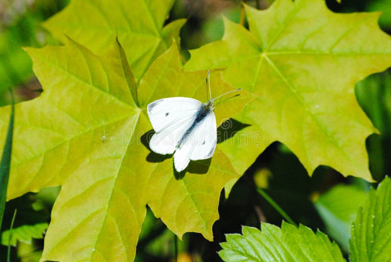 Butterfly on a Leaf of a Tree in Spring Stock Photo - Image of fresh ...