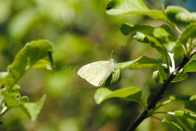 Butterfly on a Leaf of a Tree in Spring Stock Photo - Image of close ...